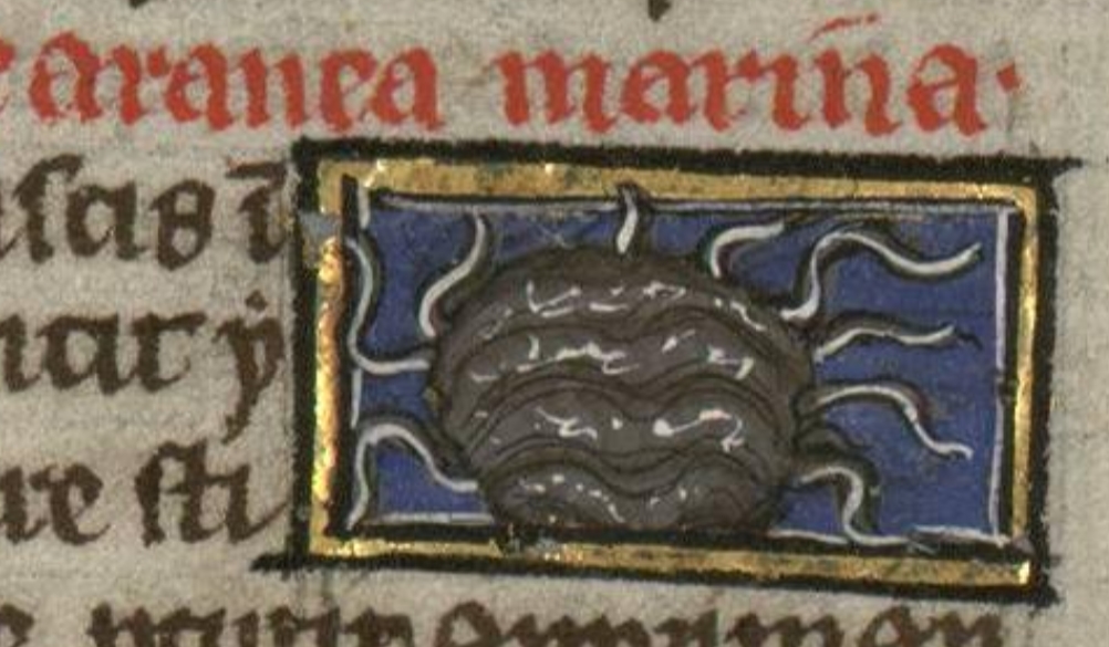 Medieval Bestiary : Beasts : Sea-spider