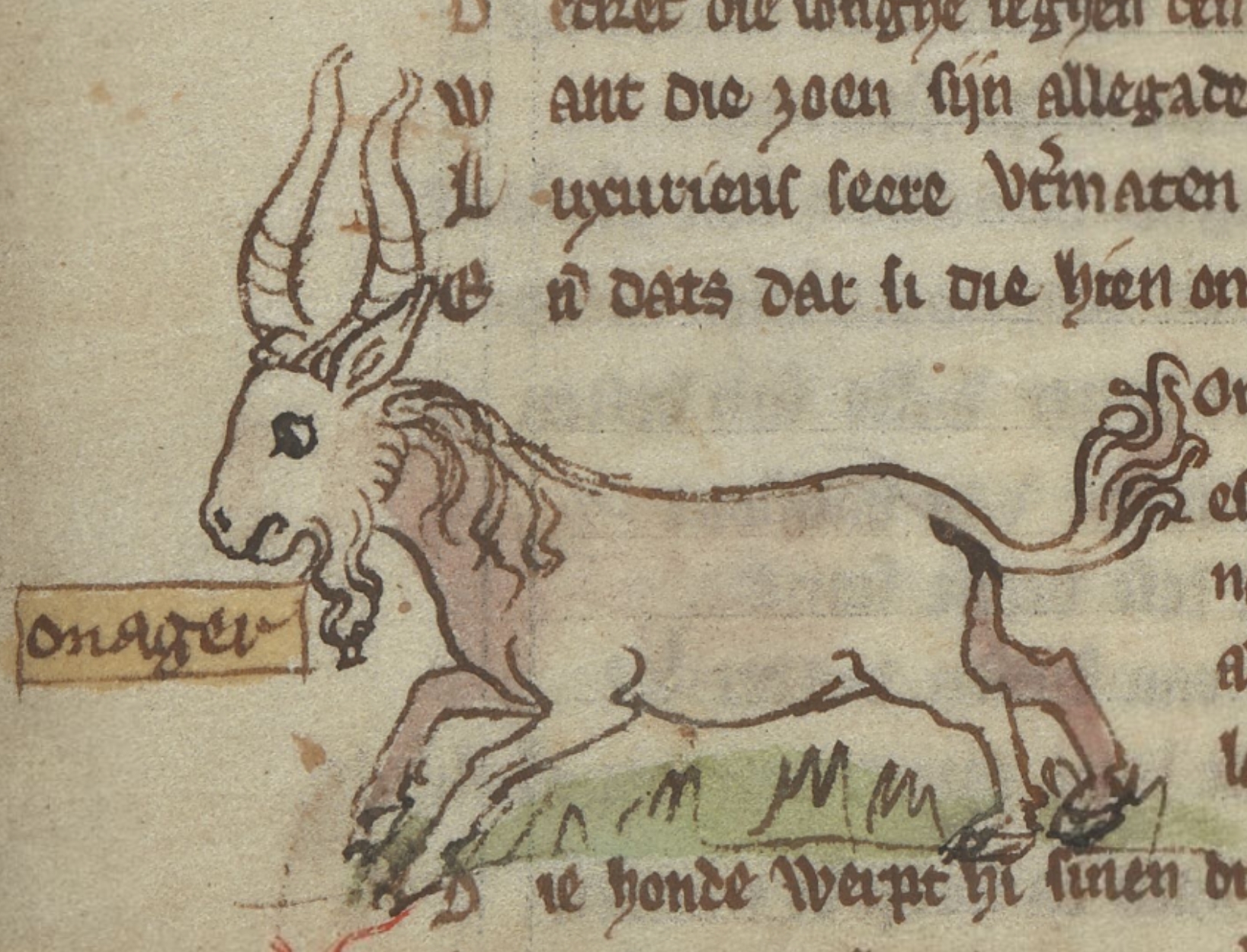 Medieval Onager