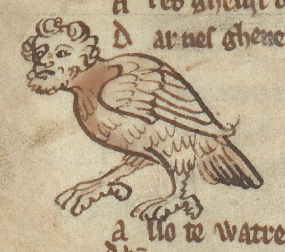 Medieval Harpy