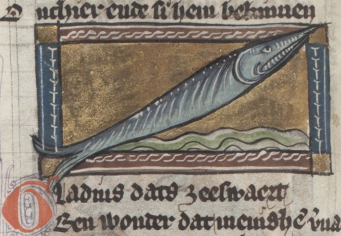Medieval Bestiary : Beasts : Swordfish